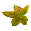 Falling Leaves — Using CSS Animations and Transforms