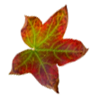 Falling Leaves — Using CSS Animations and Transforms